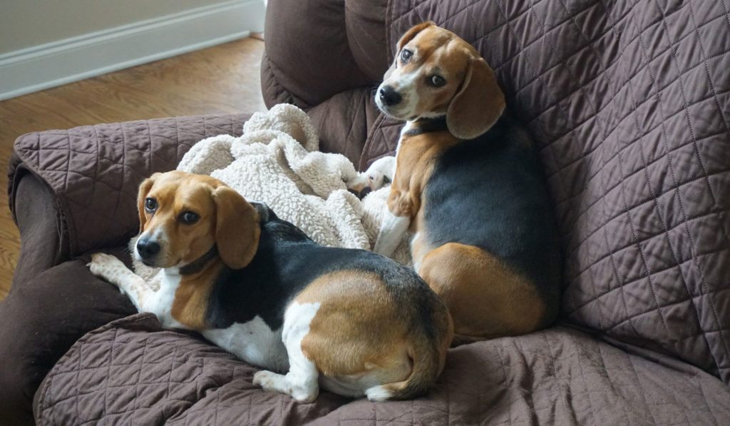 John-and-Ceci-Tricoli56416 - Spirit Magazine